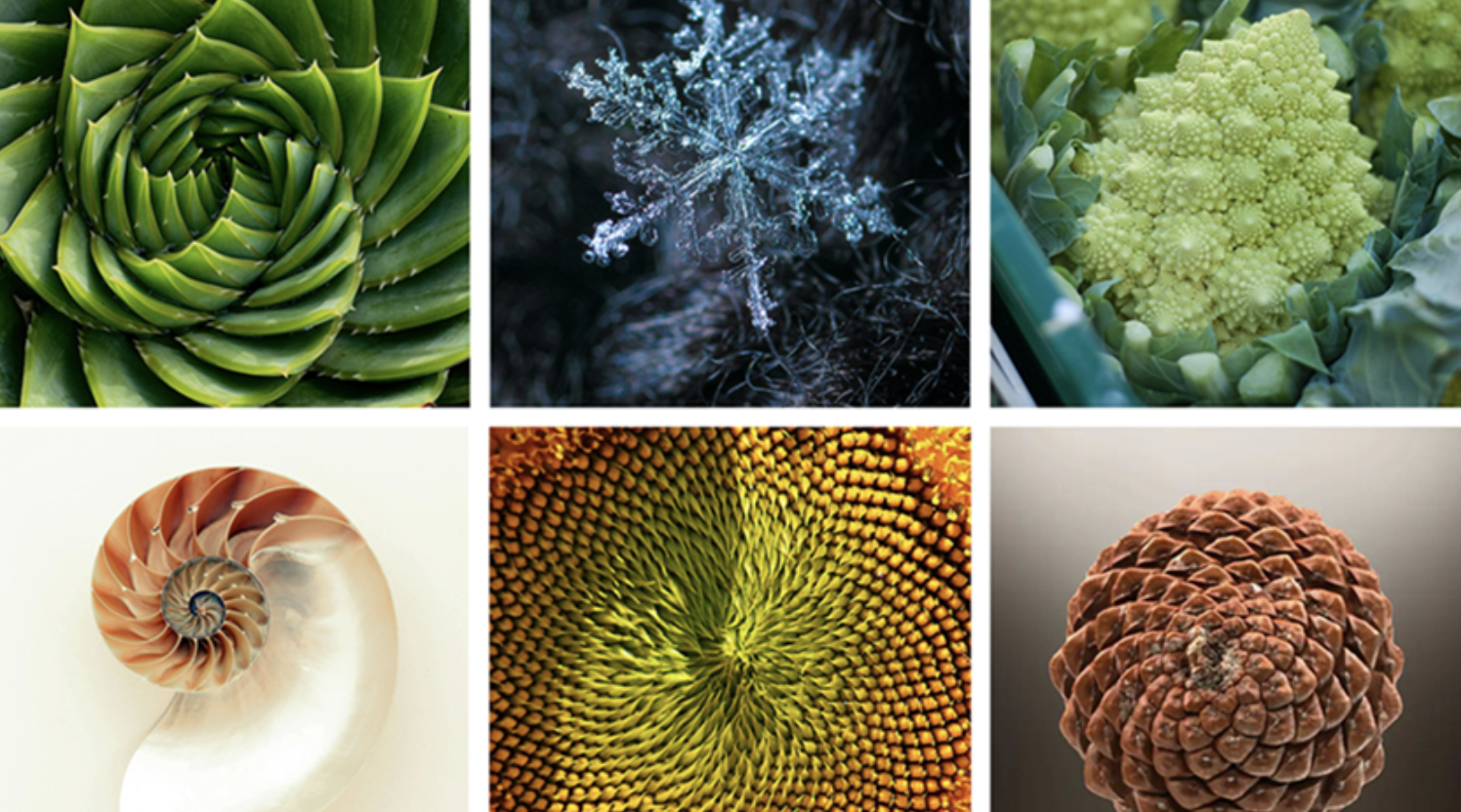 Scaling Tech Services Organizations with Fractal Patterns